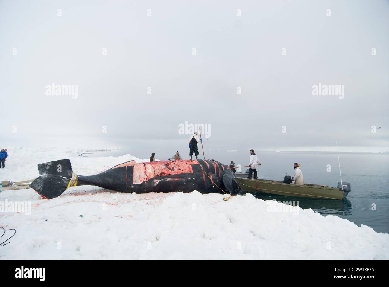 Inupiaq subsistence whalers bowhead whale catch on the pack ice during ...