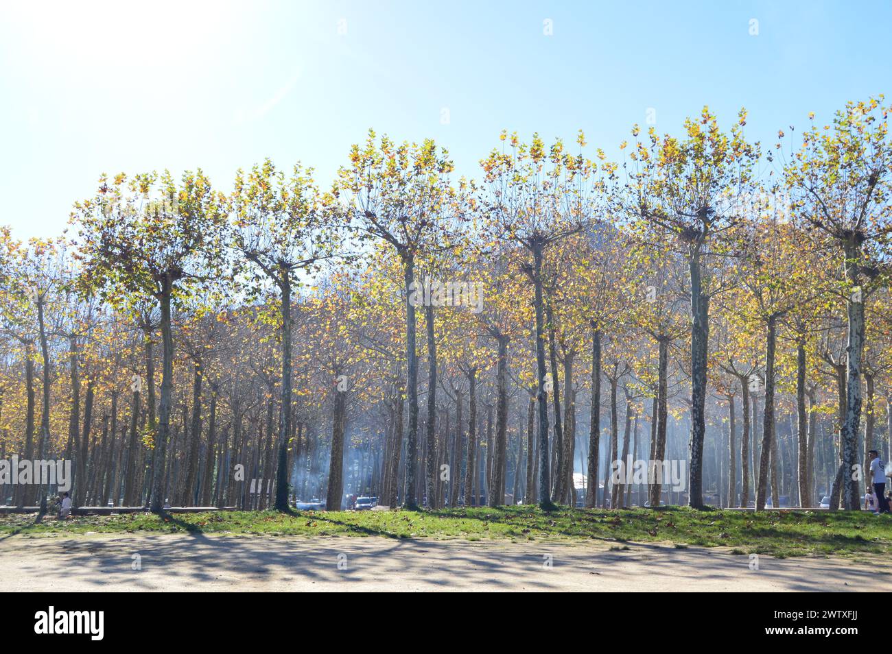 Hojas de paisajes hi-res stock photography and images - Alamy