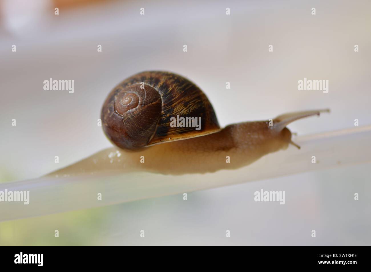 Animales de vacaciones hi-res stock photography and images - Alamy