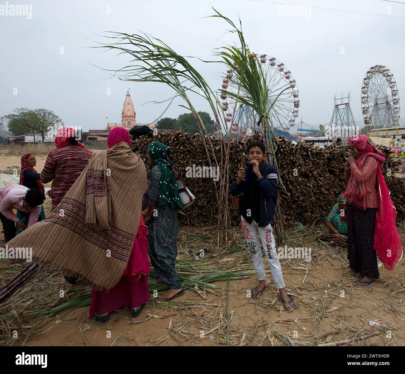 Open air market selling sugar canes sticks in Pushkar Camel Fair ...