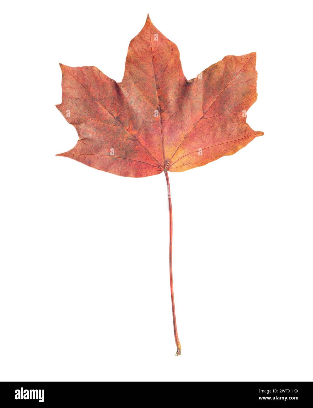 One red maple leaf isolated on a white background Stock Photo - Alamy