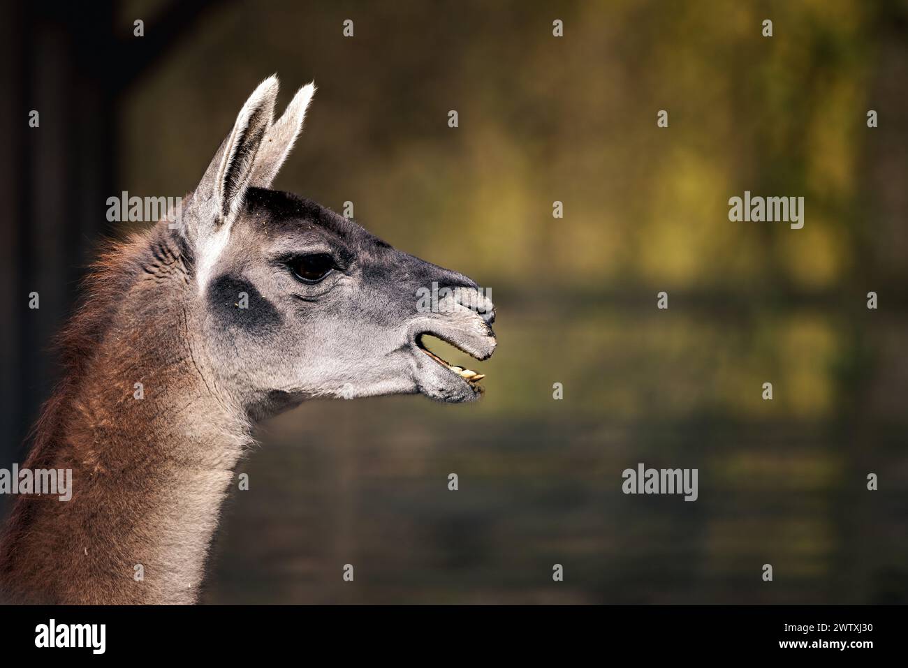 Llama side profile hi-res stock photography and images - Alamy