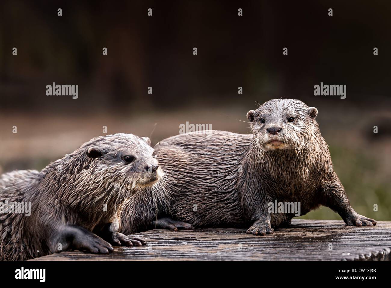 River otter on log hi-res stock photography and images - Alamy