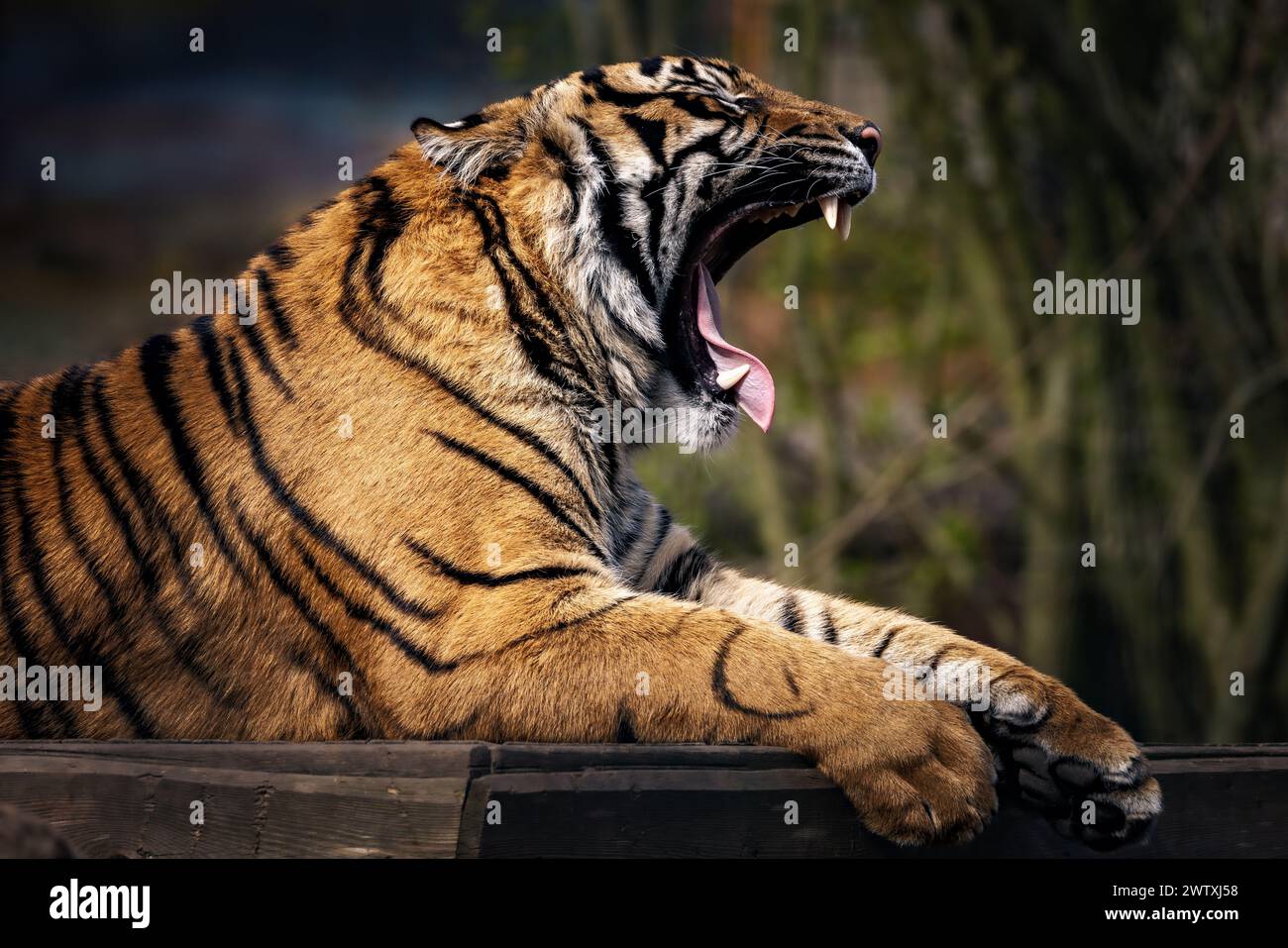 A tiger resting by a tree in sunlight Stock Photo - Alamy