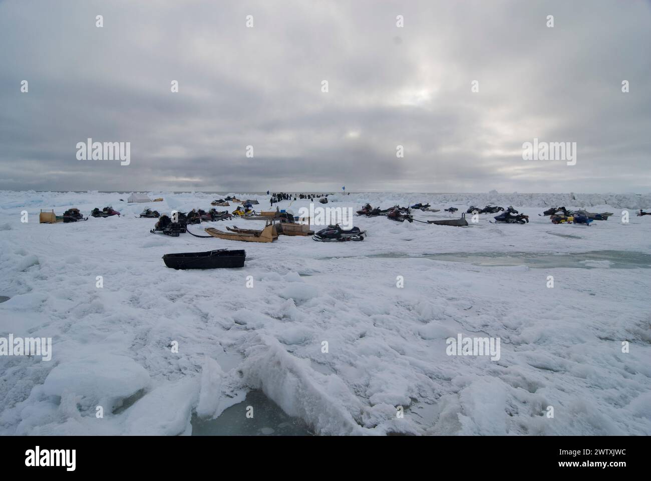 Inupiaq subsistence whalers bowhead whale catch on the pack ice during ...