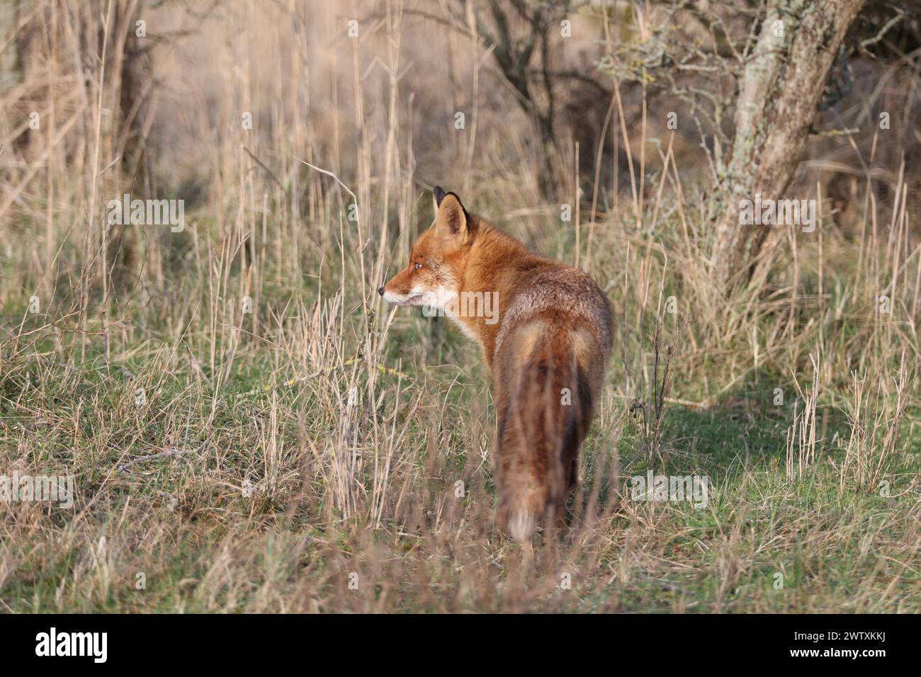 Fox red fox animal elegant animal hi-res stock photography and images ...