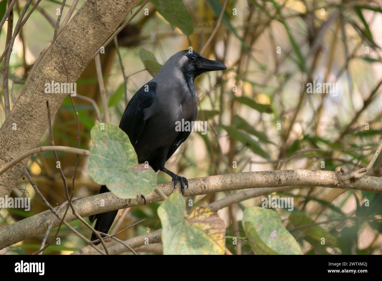 House Crow - Corvus splendens, common black crow from Asian forests and ...