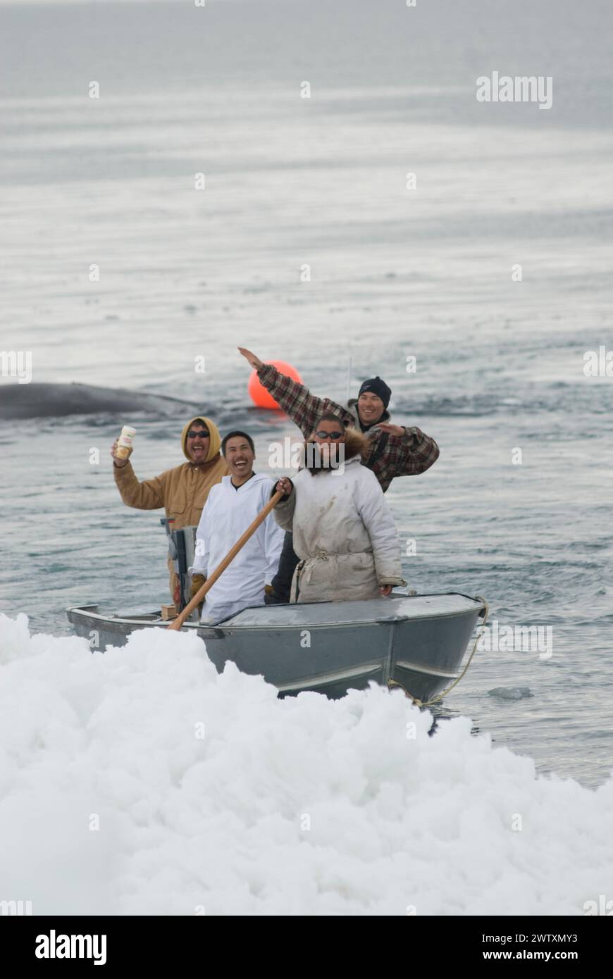 Inupiaq subsistence whalers bowhead whale catch on the pack ice during ...