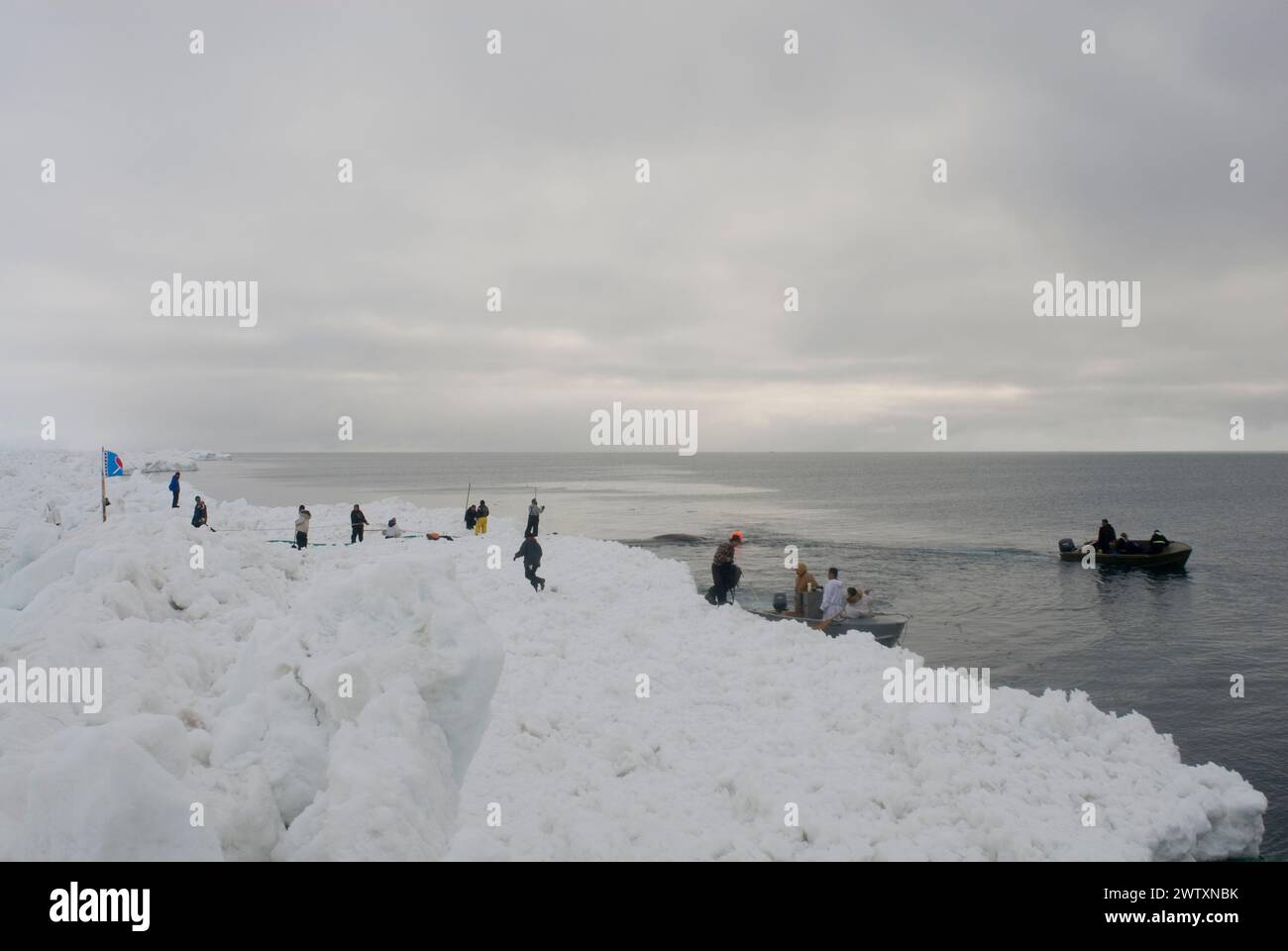 Inupiaq subsistence whalers bowhead whale catch on the pack ice during ...