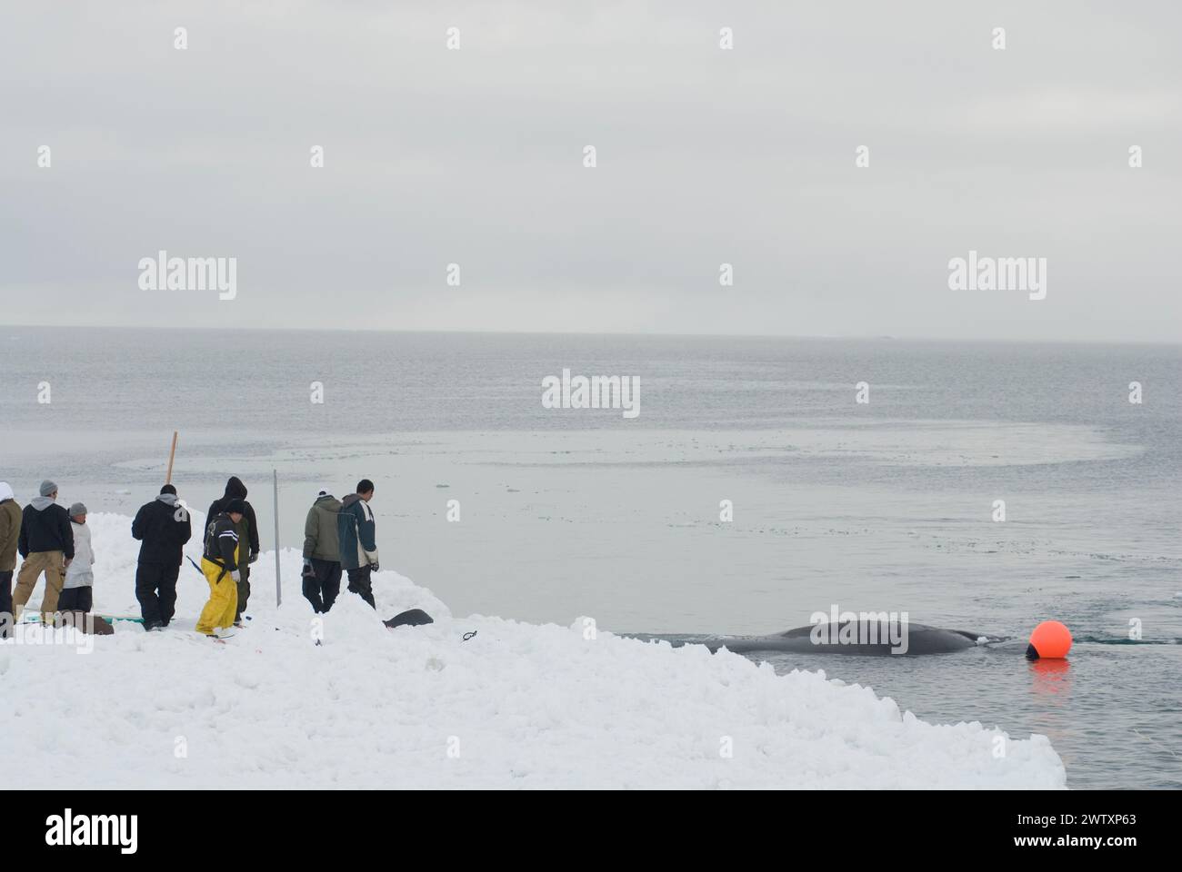Inupiaq subsistence whalers bowhead whale catch on the pack ice during ...