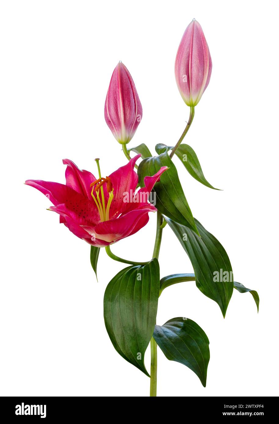 Wonderful red Lily (Lilium, Liliaceae) with buds isolated on white ...