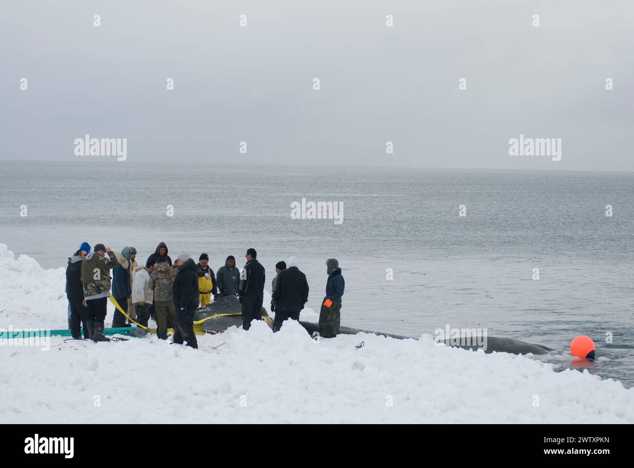 Inupiaq subsistence whalers bowhead whale catch on the pack ice during ...