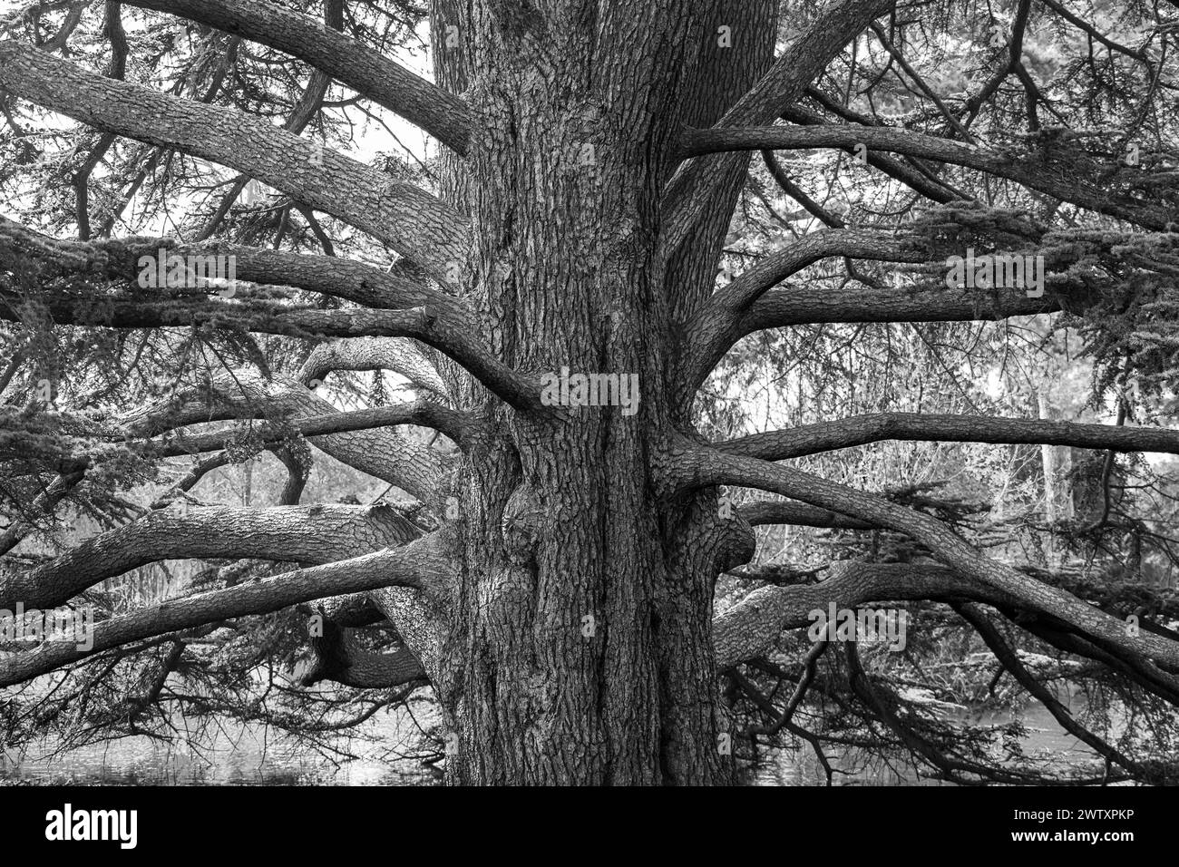 Big old tree in black and white. Black and white nature. Cedar in black and white Stock Photo ...