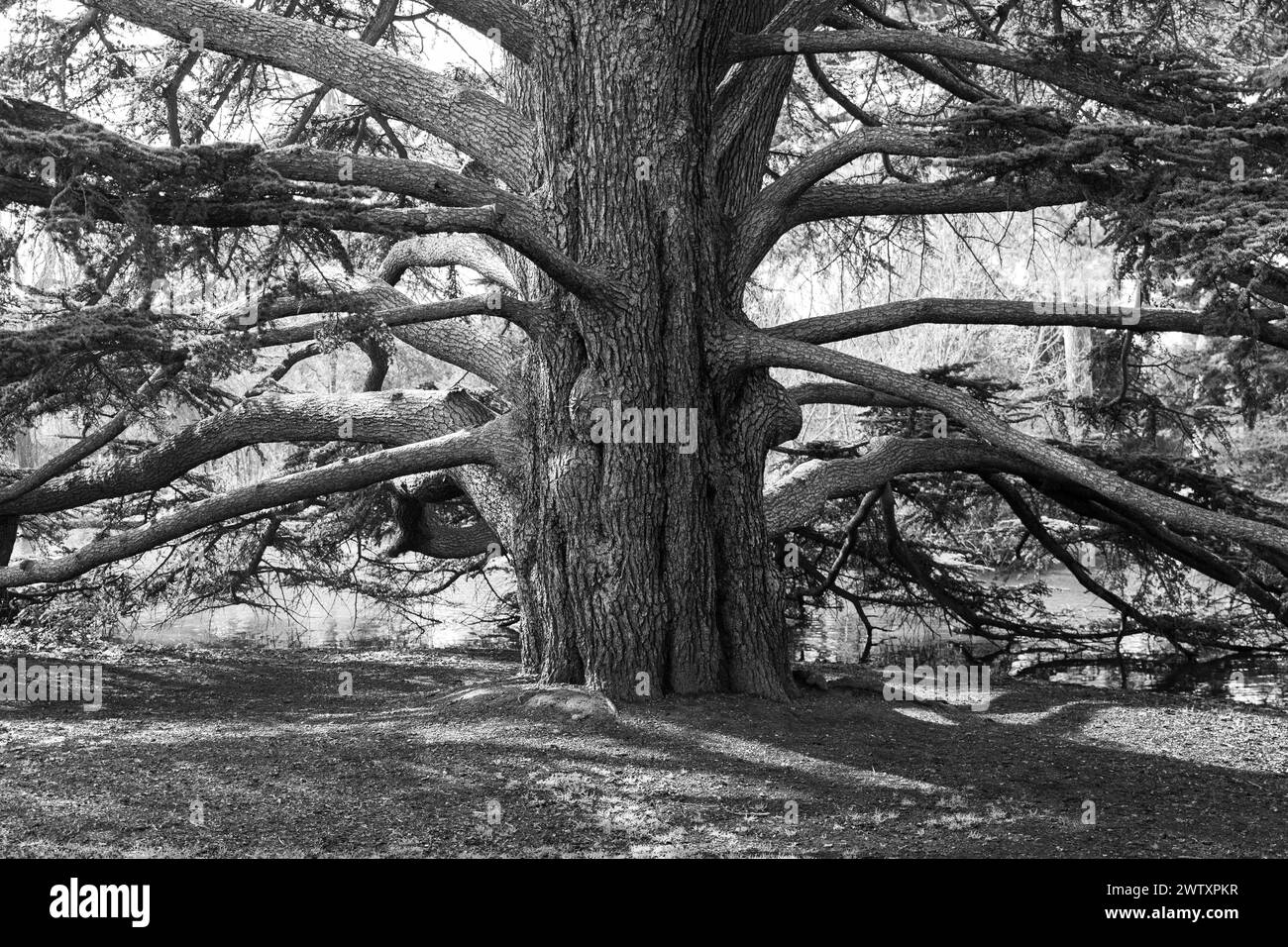 Big old tree in black and white. Black and white nature. Cedar in black and white Stock Photo ...