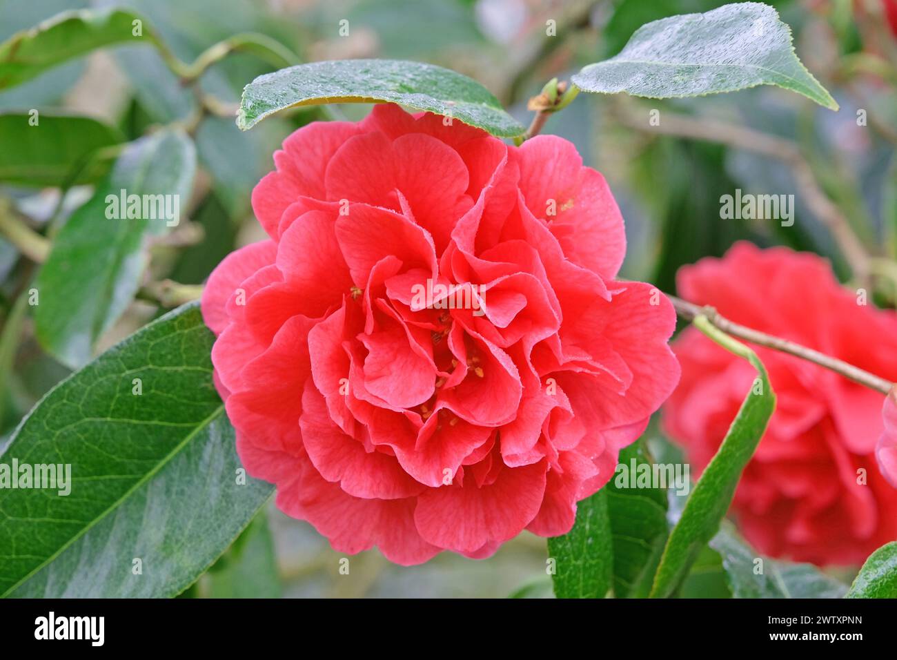 Red pink double Camellia japonica 'Harold L. Paige' in flower Stock ...