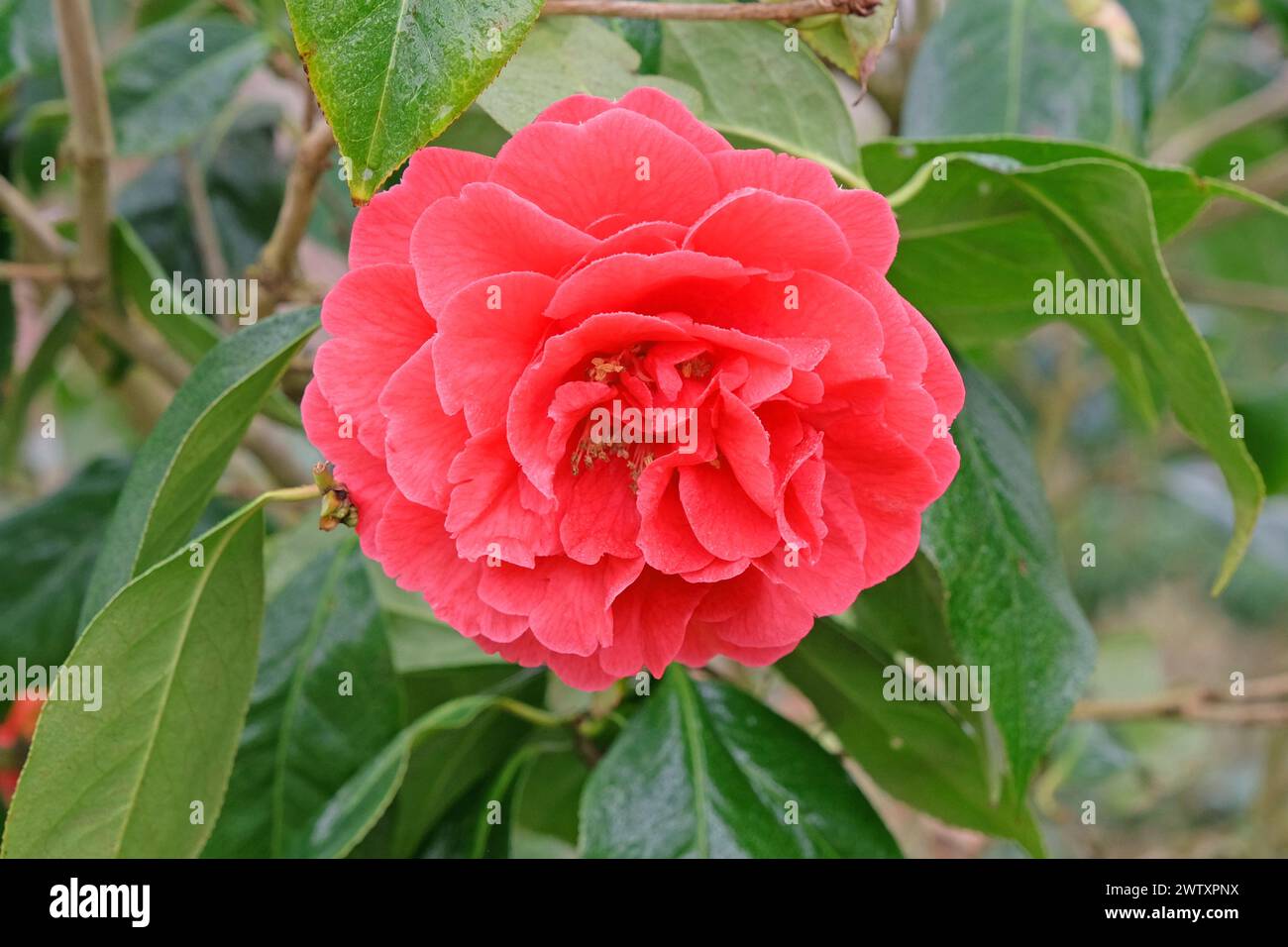 Red pink double Camellia japonica 'Harold L. Paige' in flower Stock ...