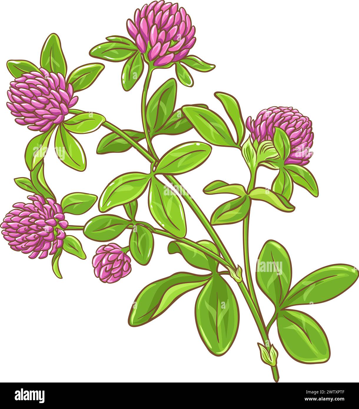 Clover Plant with Flowers Colored Illustration Stock Vector Image & Art ...