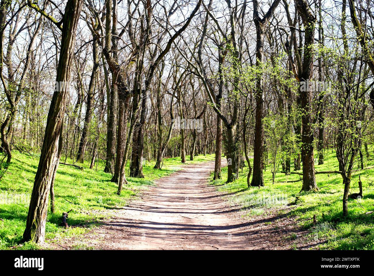 Spring woods hi-res stock photography and images - Alamy