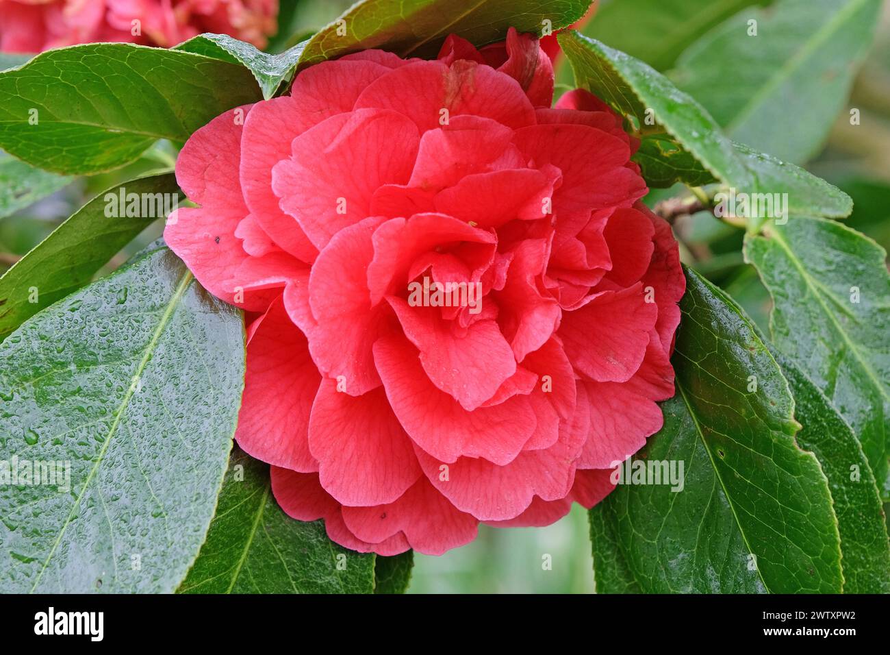 Red pink double Camellia japonica 'Harold L. Paige' in flower Stock ...