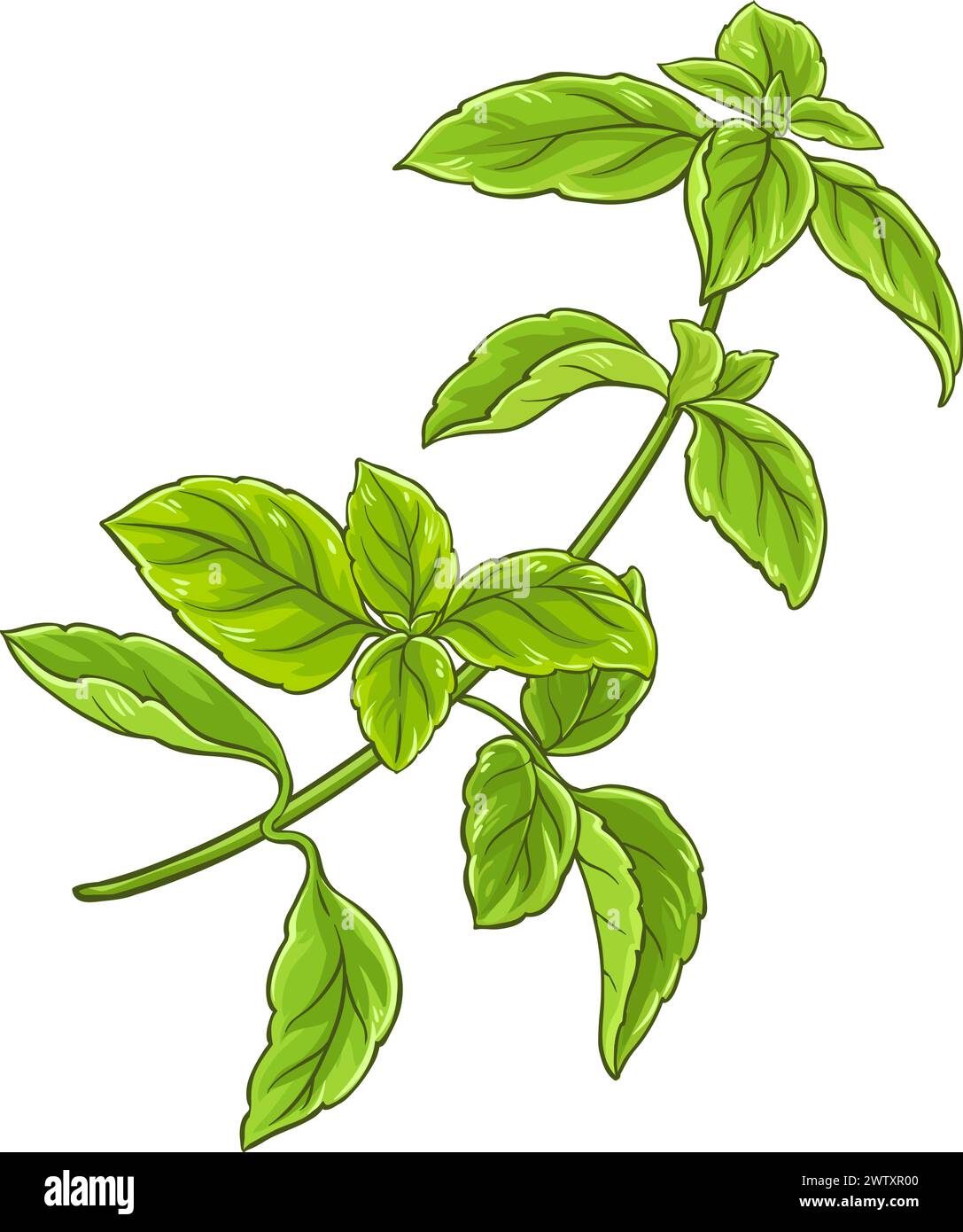 Green Basil Branch Colored Detailed Illustration Stock Vector Image ...