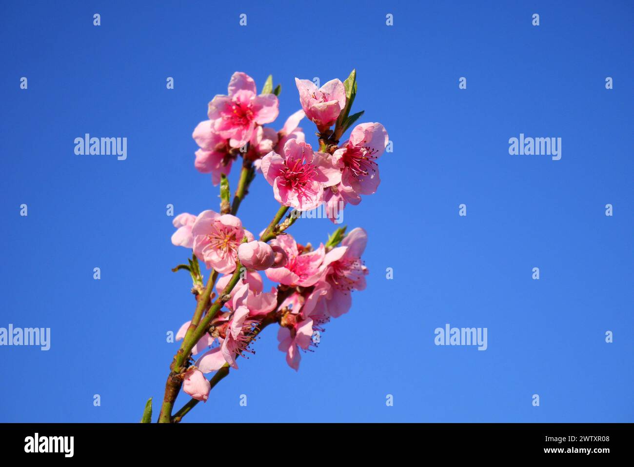 Nectarine, prunus persica, blossom, super crimson gold variety, against ...