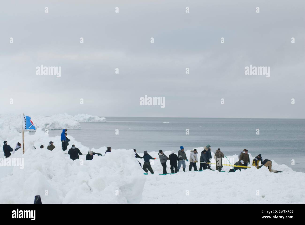 Inupiaq subsistence whalers bowhead whale catch on the pack ice during ...