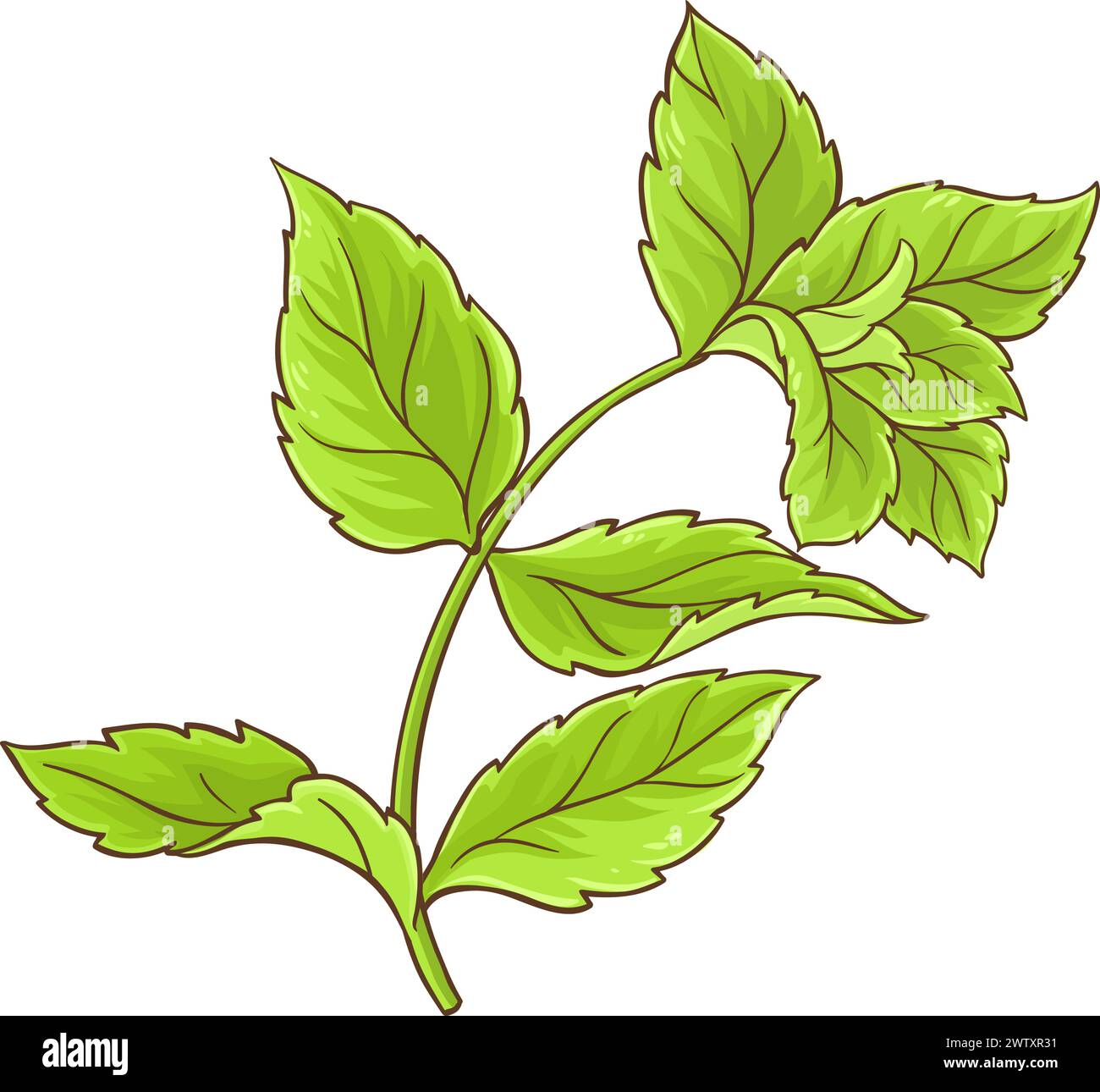 Peppermint Branch Colored Detailed Illustration Stock Vector Image ...