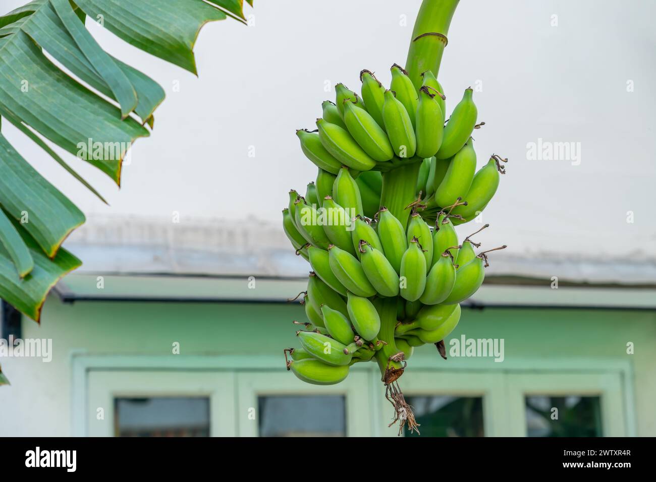 Bunch of green bananas in the garden of a residential building in a ...