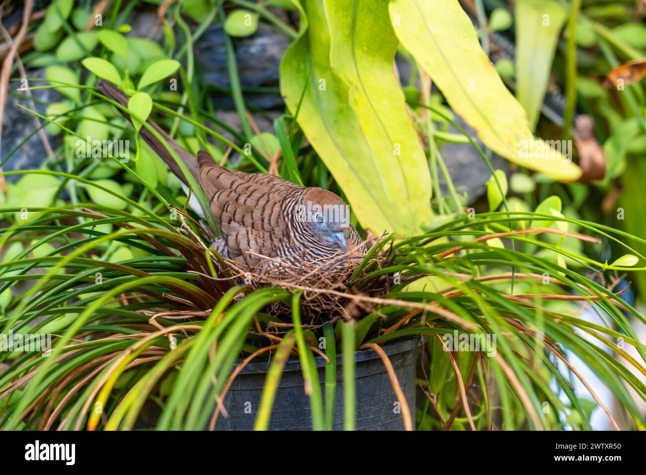 Geopelia striata zebra dove hatches eggs in a nest in the rainforest ...