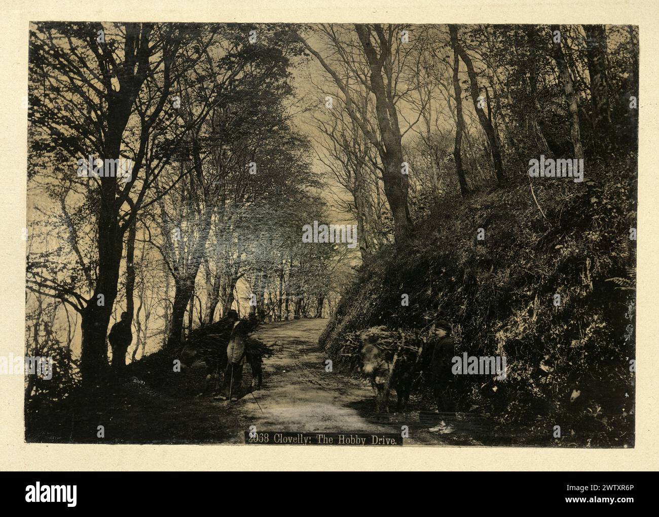 Vintage photograph of Donkey's carrying wood, The Hobby Drive, Clovelly ...