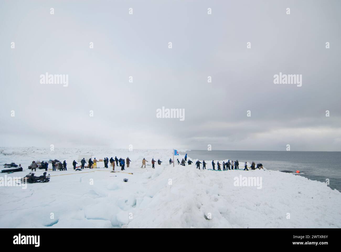 Inupiaq subsistence whalers bowhead whale catch on the pack ice during ...