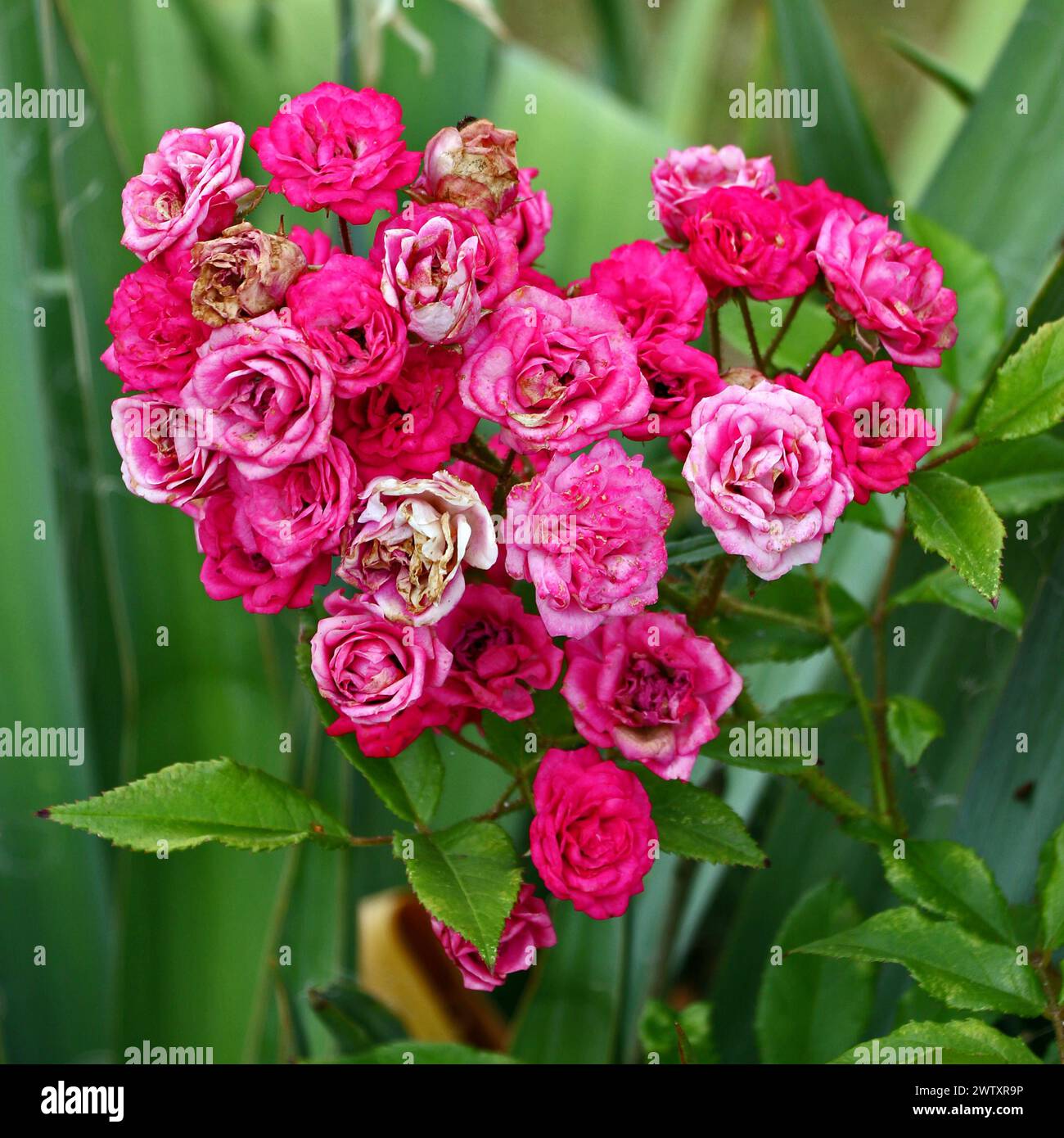 heart of roses Stock Photo - Alamy