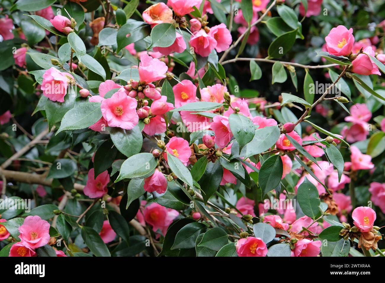 Single pink Camellia japonica 'Cornish Spring' in flower Stock Photo ...