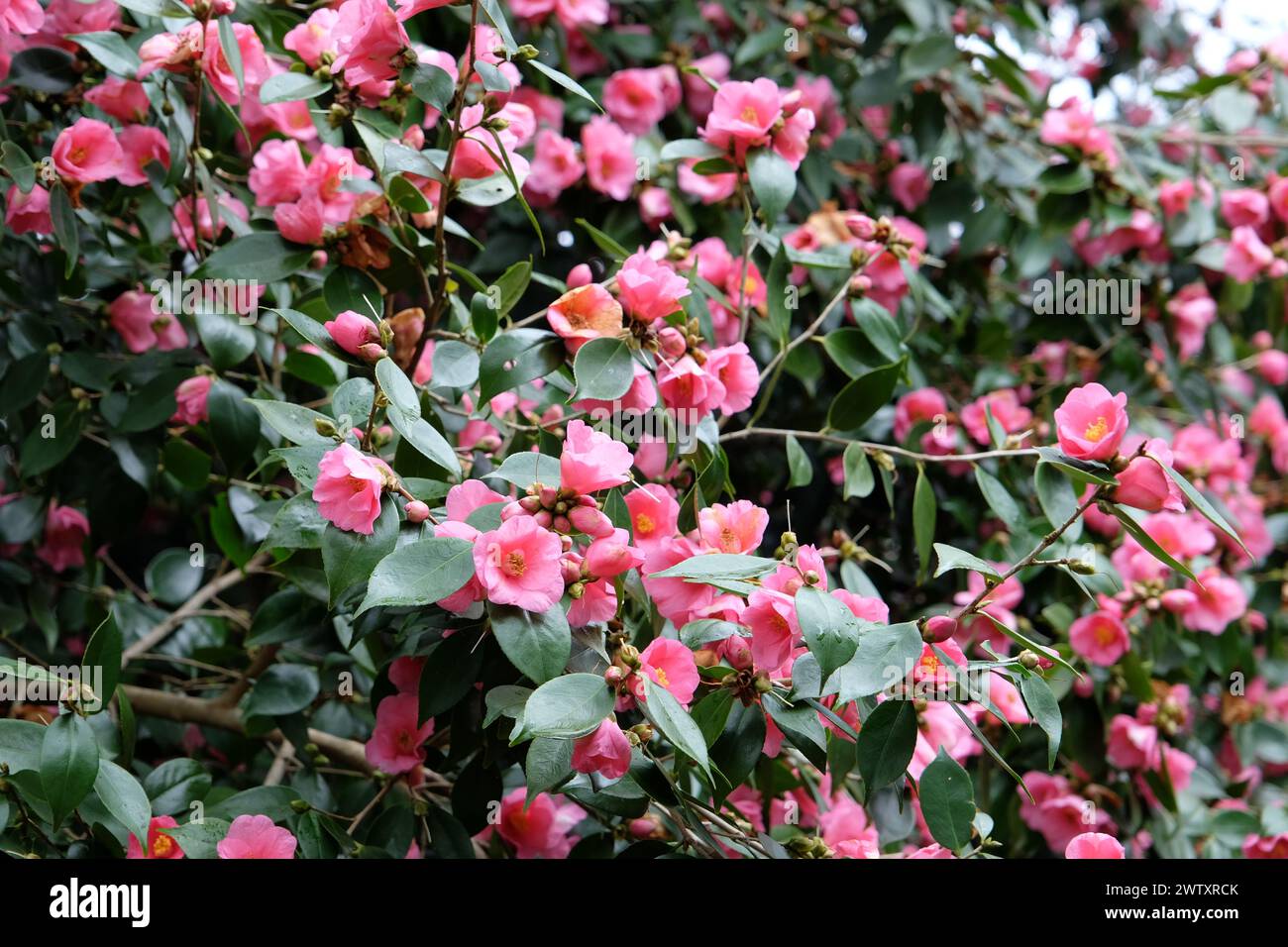 Single pink Camellia japonica 'Cornish Spring' in flower Stock Photo ...