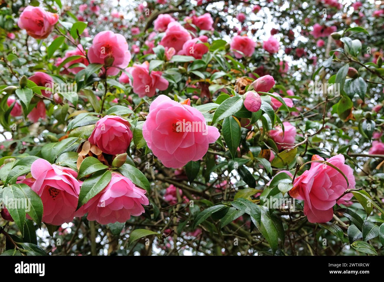 Pink double Camellia japonica 'Brian' in flower Stock Photo - Alamy