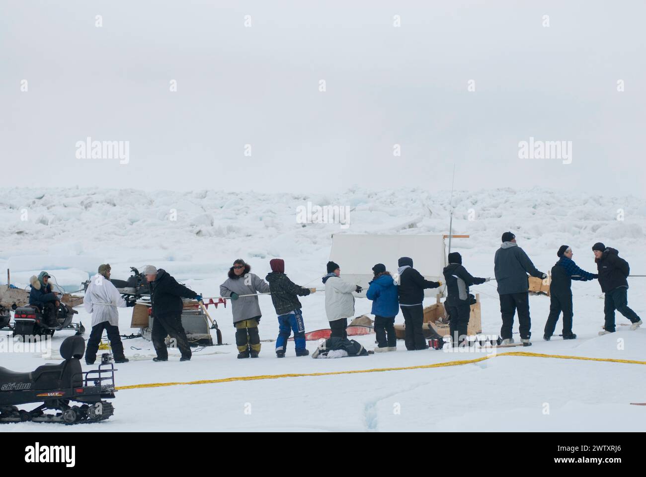 Inupiaq subsistence whalers bowhead whale catch on the pack ice during ...