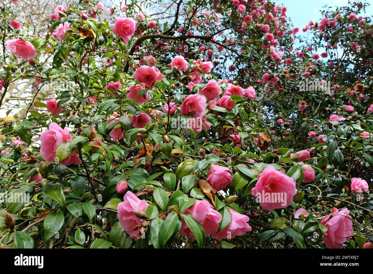 Pink double Camellia japonica 'Brian' in flower Stock Photo - Alamy