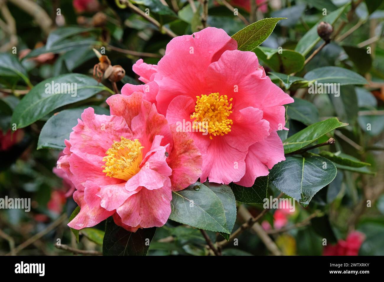Milo plant hi-res stock photography and images - Alamy