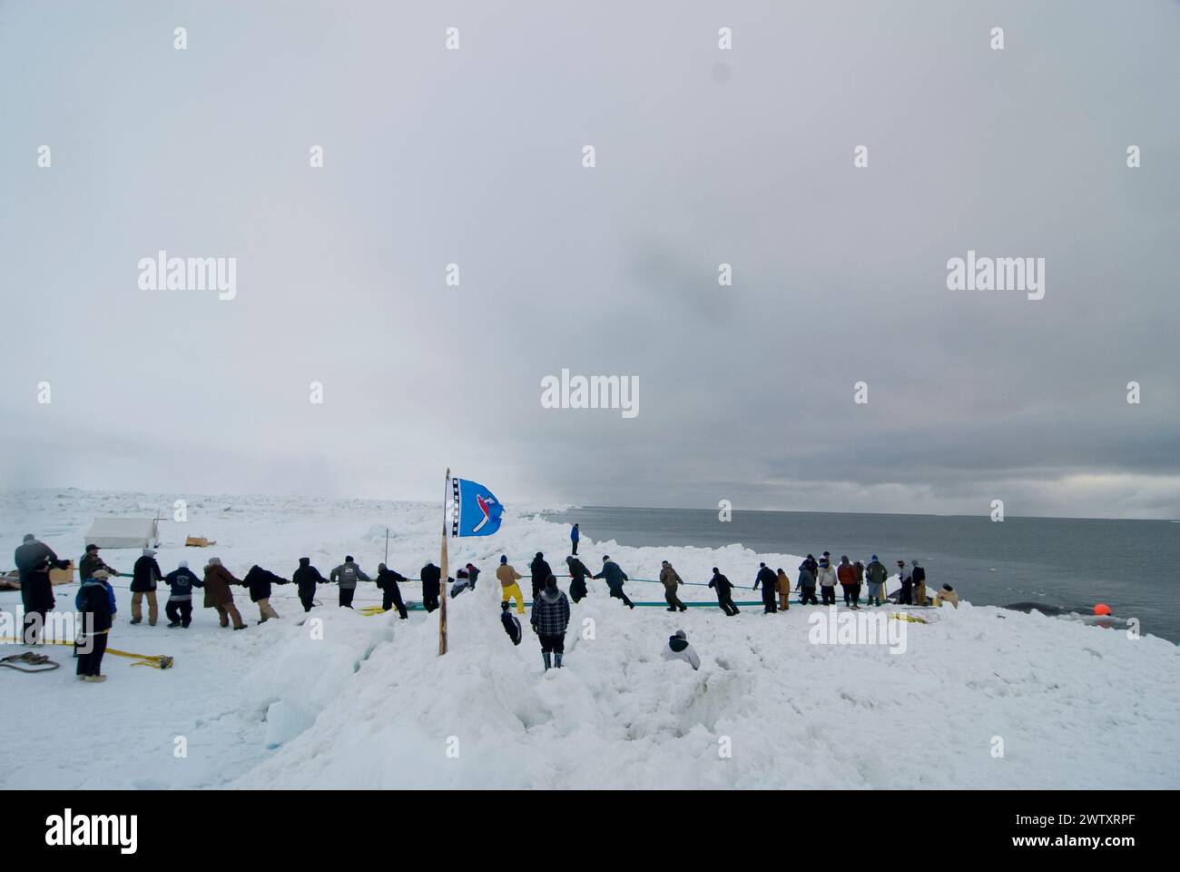 Inupiaq subsistence whalers bowhead whale catch on the pack ice during ...