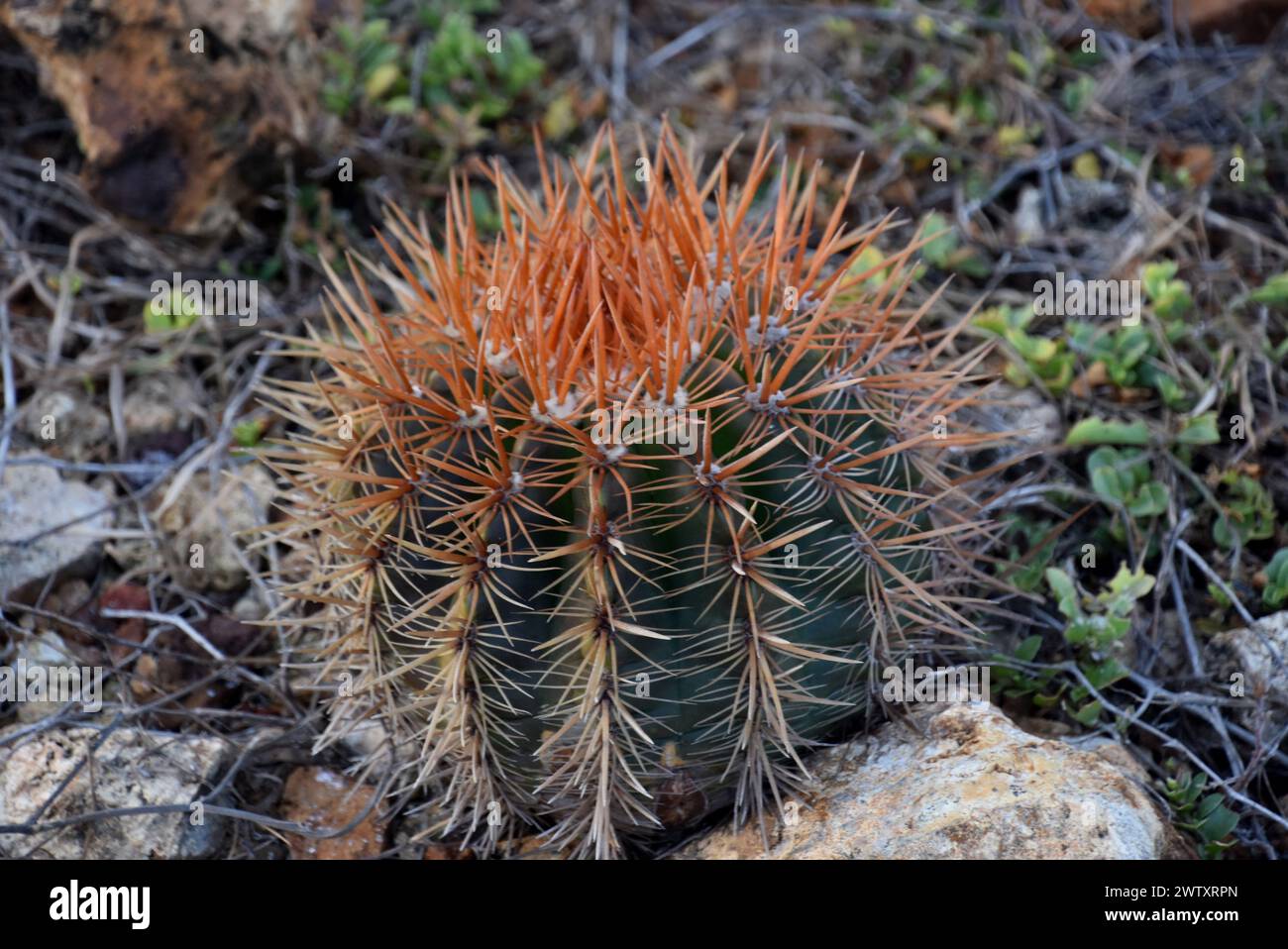 Red round barrel cactus with long thorns along it Stock Photo - Alamy