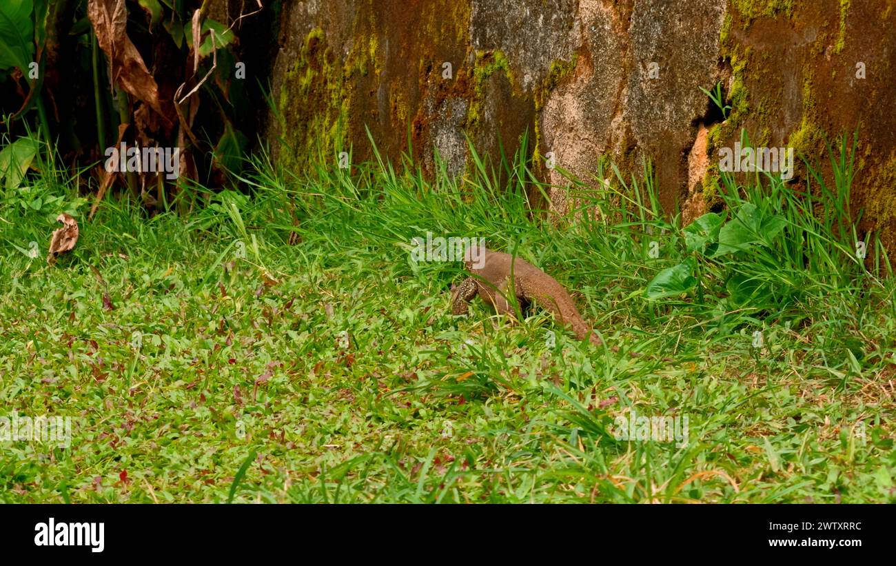 Danger reptile thailand bangkok hi-res stock photography and images - Alamy