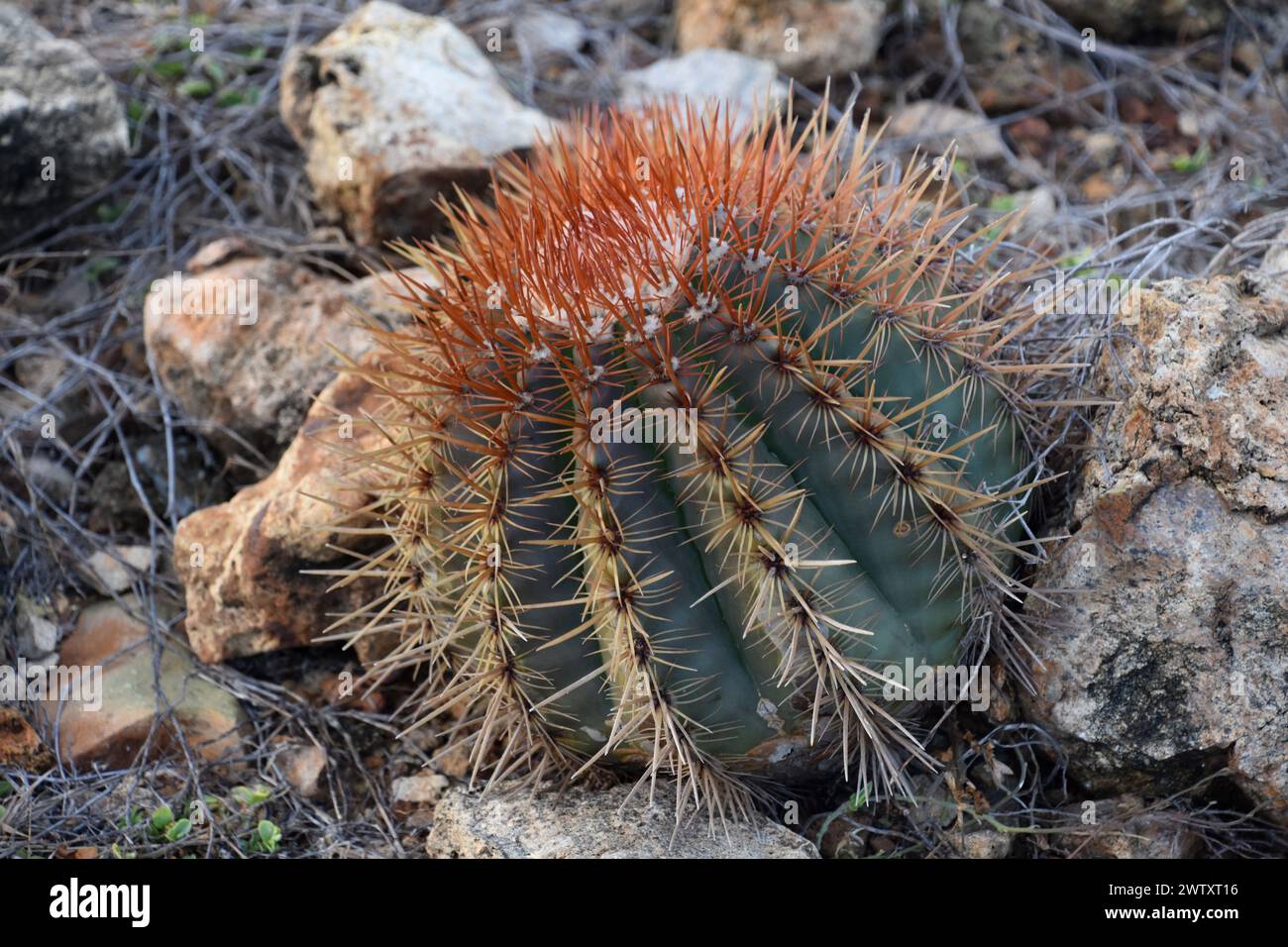 Red barrel cactus with lots of shap pointy barbs Stock Photo - Alamy