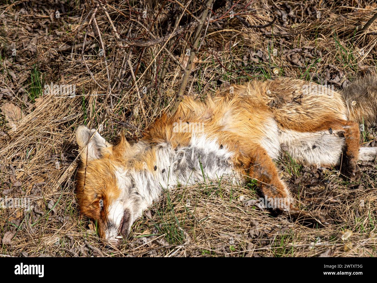 a dead Wildlife Red Fox in the field and flies that fly around the ...