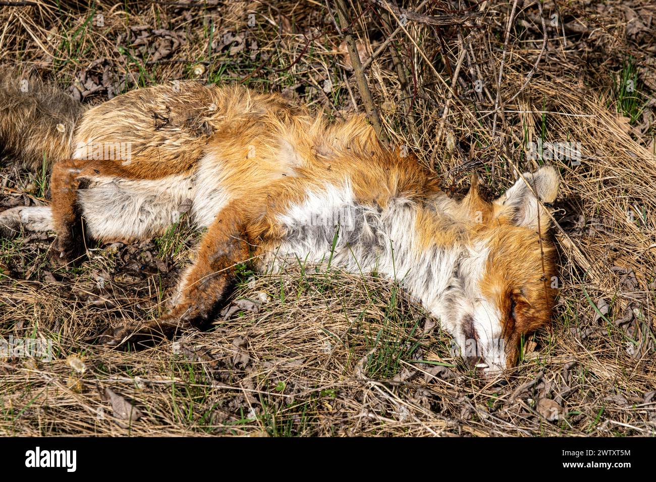 a dead Wildlife Red Fox in the field and flies that fly around the ...
