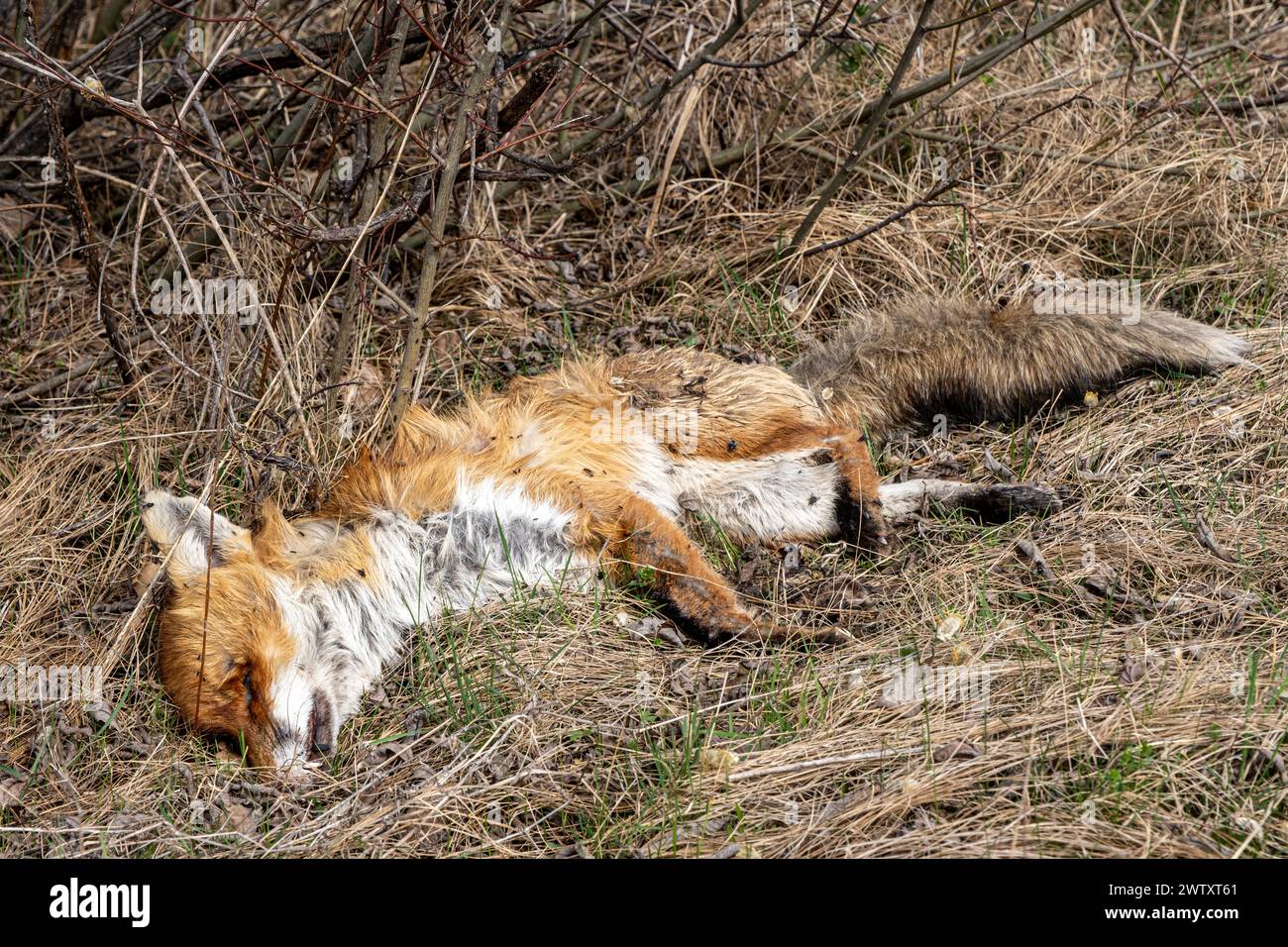 Rotting fox hi-res stock photography and images - Alamy