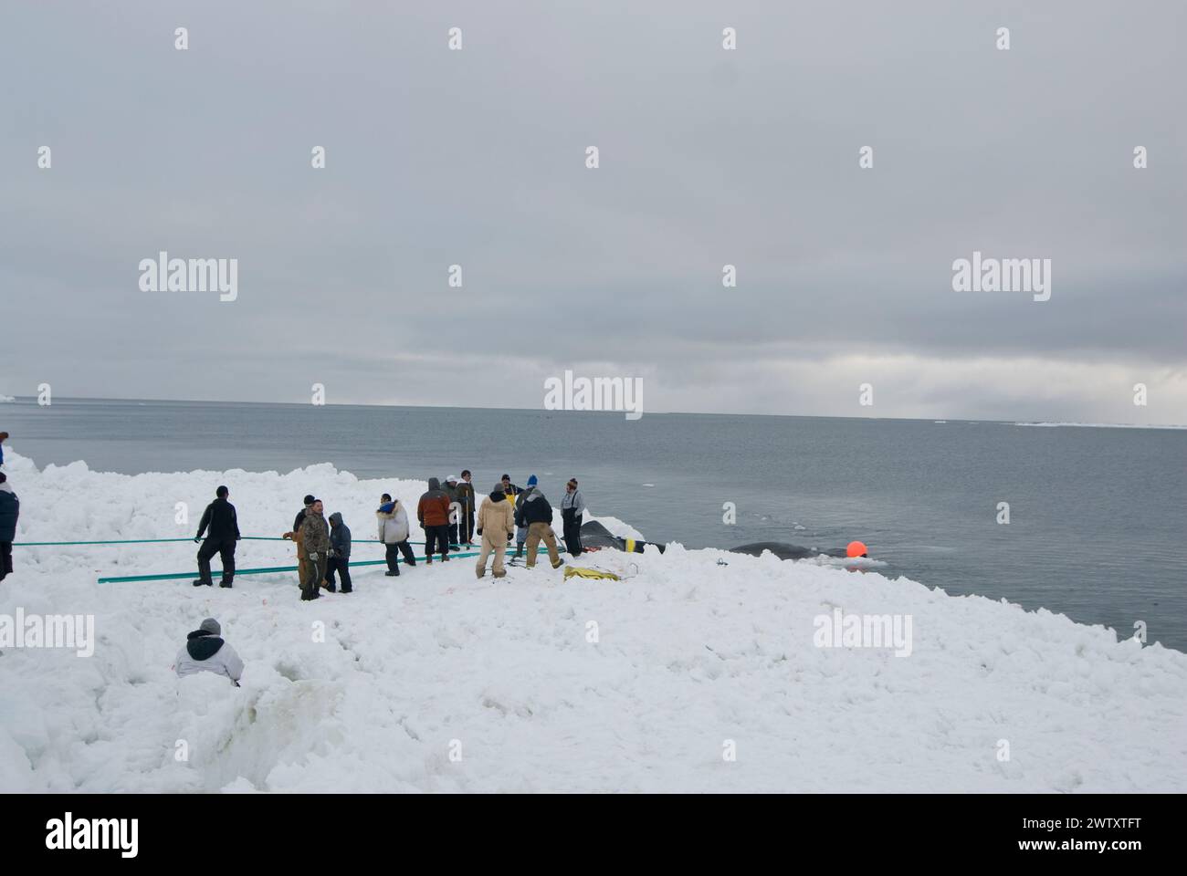 Inupiaq subsistence whalers bowhead whale catch on the pack ice during ...