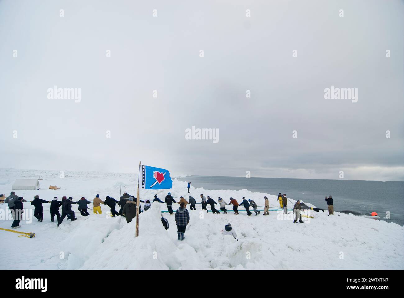 Inupiaq subsistence whalers bowhead whale catch on the pack ice during ...