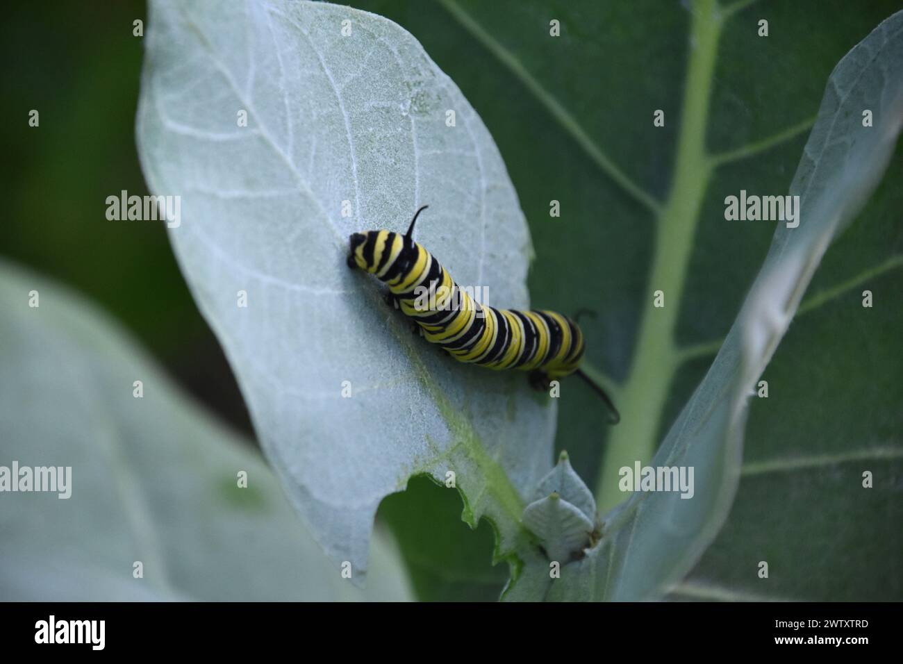 Large monarch caterpillar crawling along on a milkweed leaf Stock Photo ...