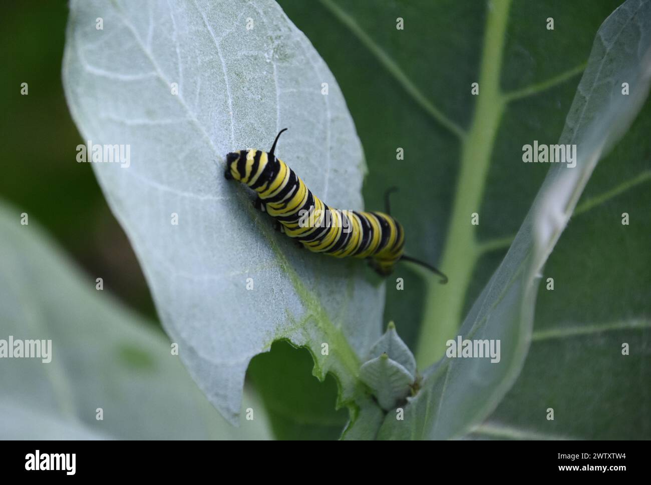 Creeping larvae hi-res stock photography and images - Alamy