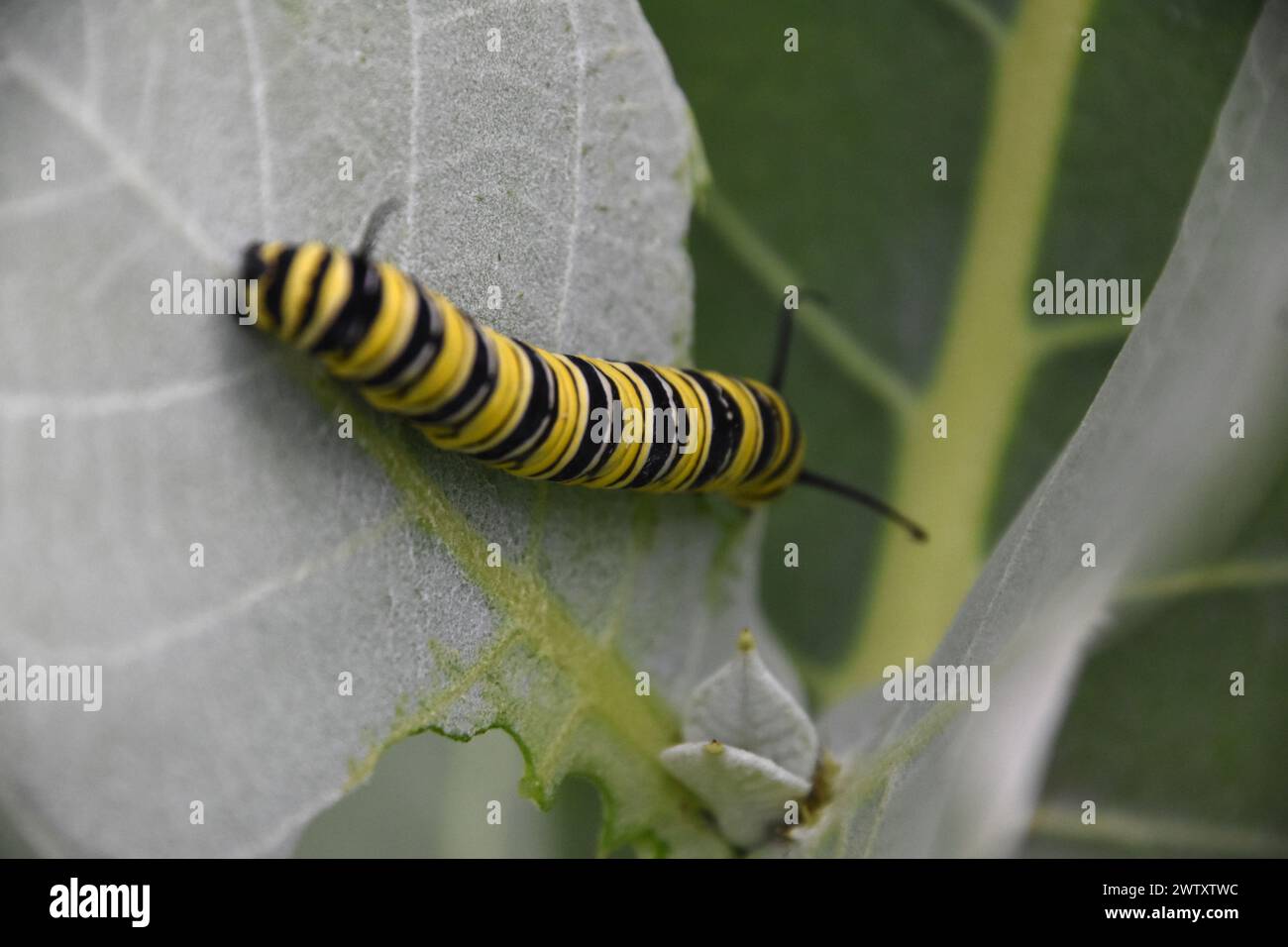 Monarch butterfly species conservation hi-res stock photography and ...